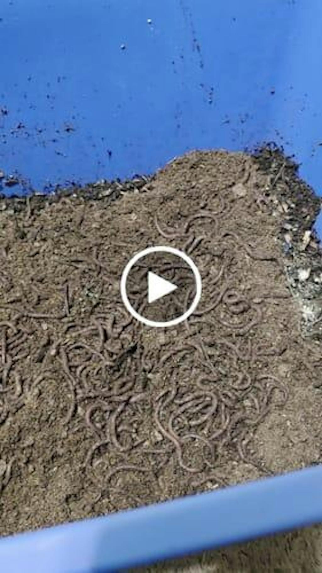 Buy Live Fishing Bait Worms - European Nightcrawlers