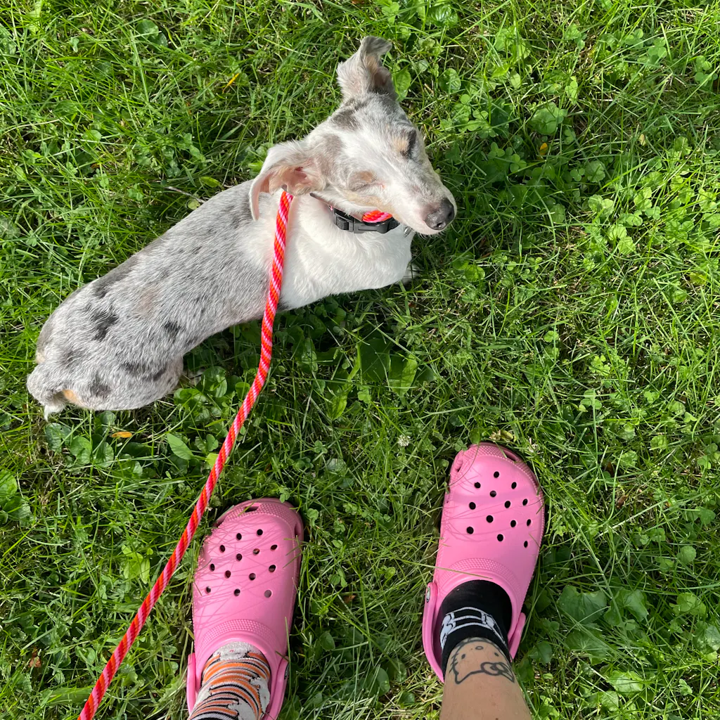 Mendota Slip Leash - Small 3/8 inch - Mendota Pet