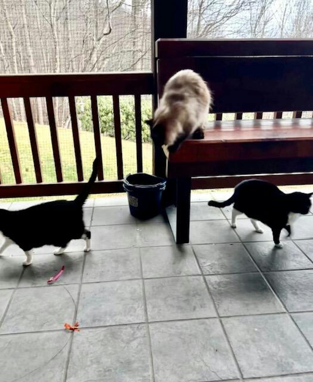 Cat netting, Catio netting, Cat mesh, Cat fence barrier, Cat netting ...