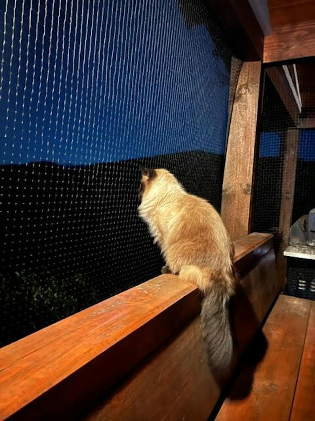 Cat netting, Catio netting, Cat mesh, Cat fence barrier, Cat netting ...