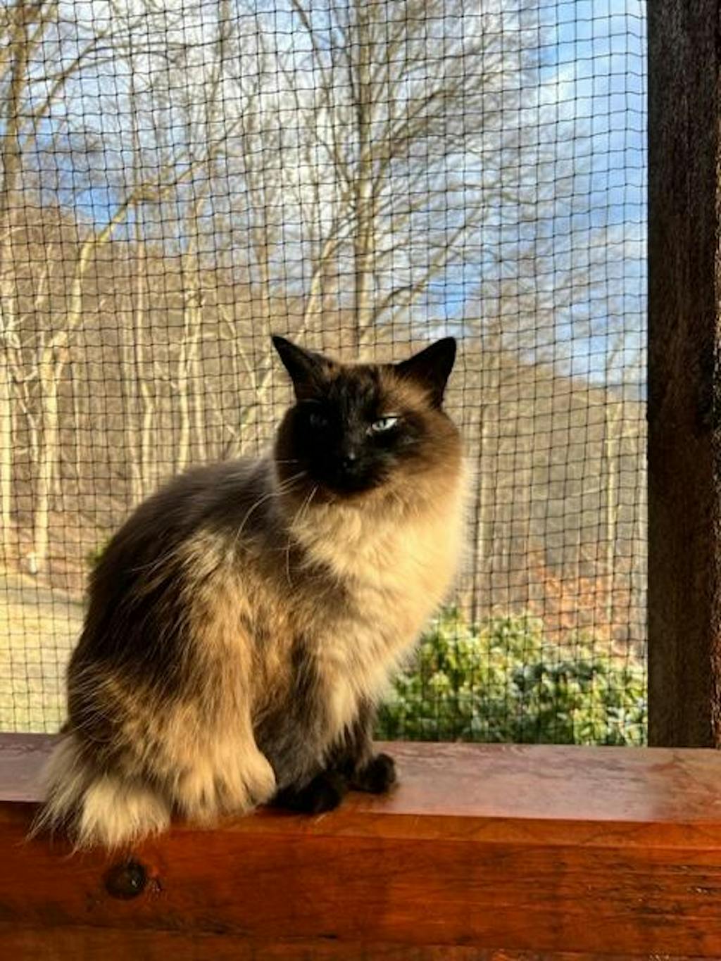 Cat netting, Catio netting, Cat mesh, Cat fence barrier, Cat netting ...