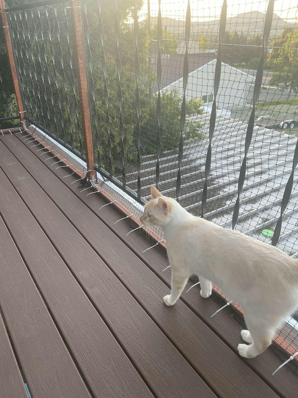 Cat netting, Catio netting, Cat mesh, Cat netting patio fence barrier ...