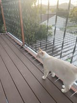Cat netting, Catio netting, Cat mesh, Cat netting patio fence barrier ...