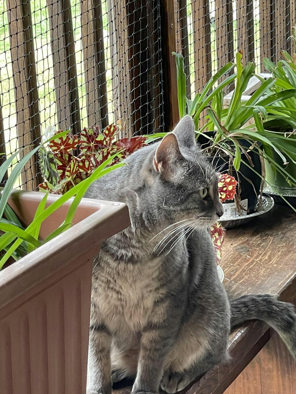 Cat netting, Catio netting, Cat mesh, Cat netting patio fence barrier ...