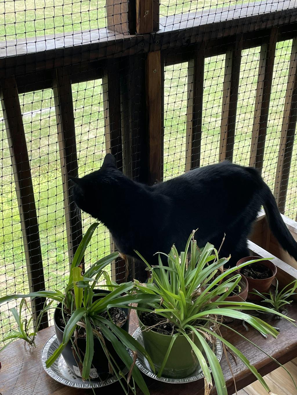 Cat netting, Catio netting, Cat mesh, Cat netting patio fence barrier ...