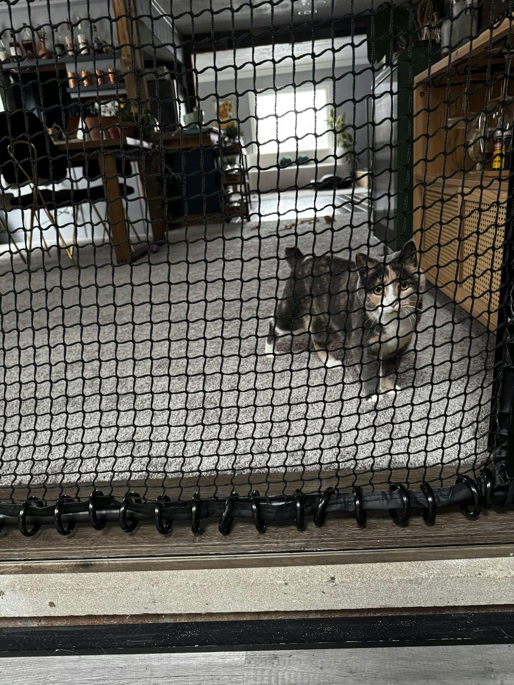 Cat gate extra tall 72", Cat barrier, Cat Gate door, Introduce a cat ...