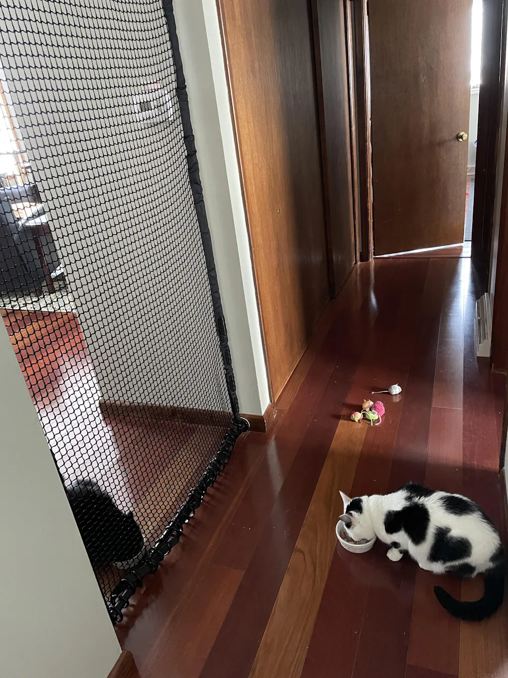 Cat gate extra tall 72", Cat barrier, Cat Gate door, Introduce a cat ...