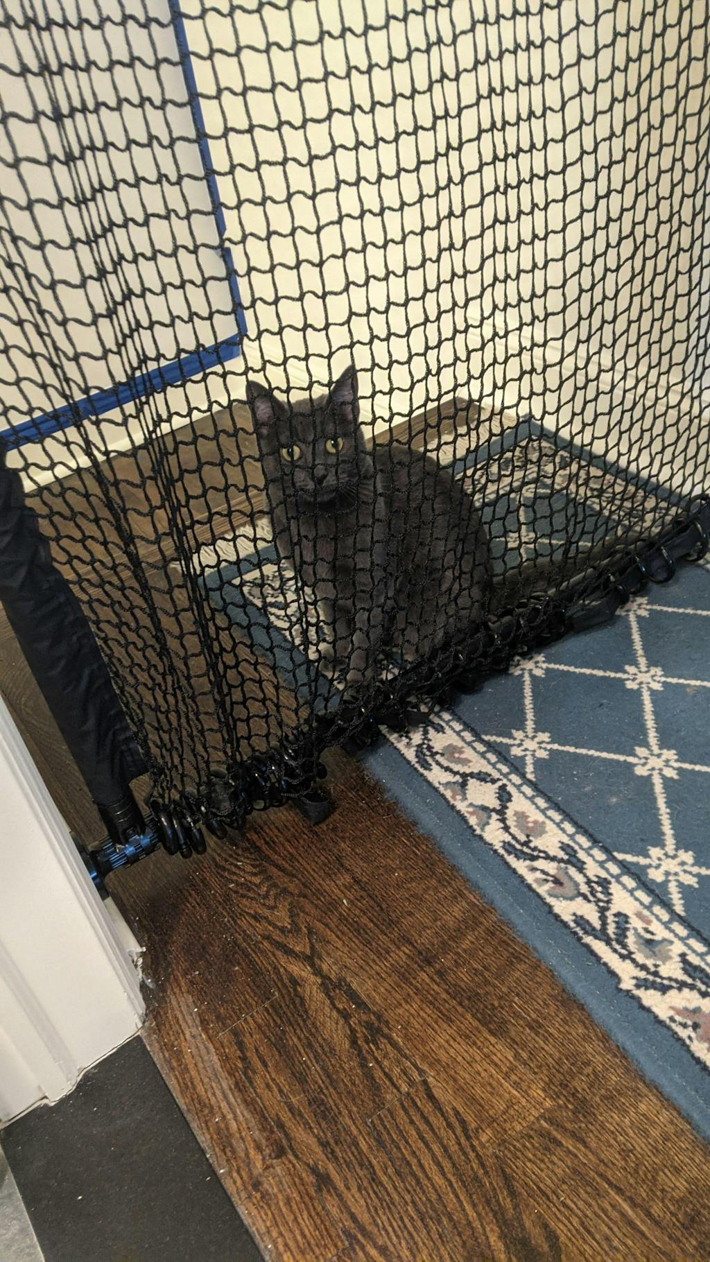 Cat gate extra tall 72", Cat barrier, Cat Gate door, Introduce a cat – Meow Safe