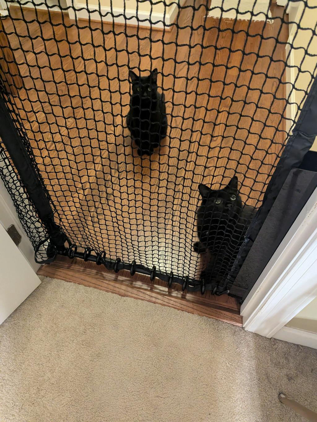 Cat gate extra tall 72", Extra Tall Pet Gate, Cat Screen Door, Cat ...