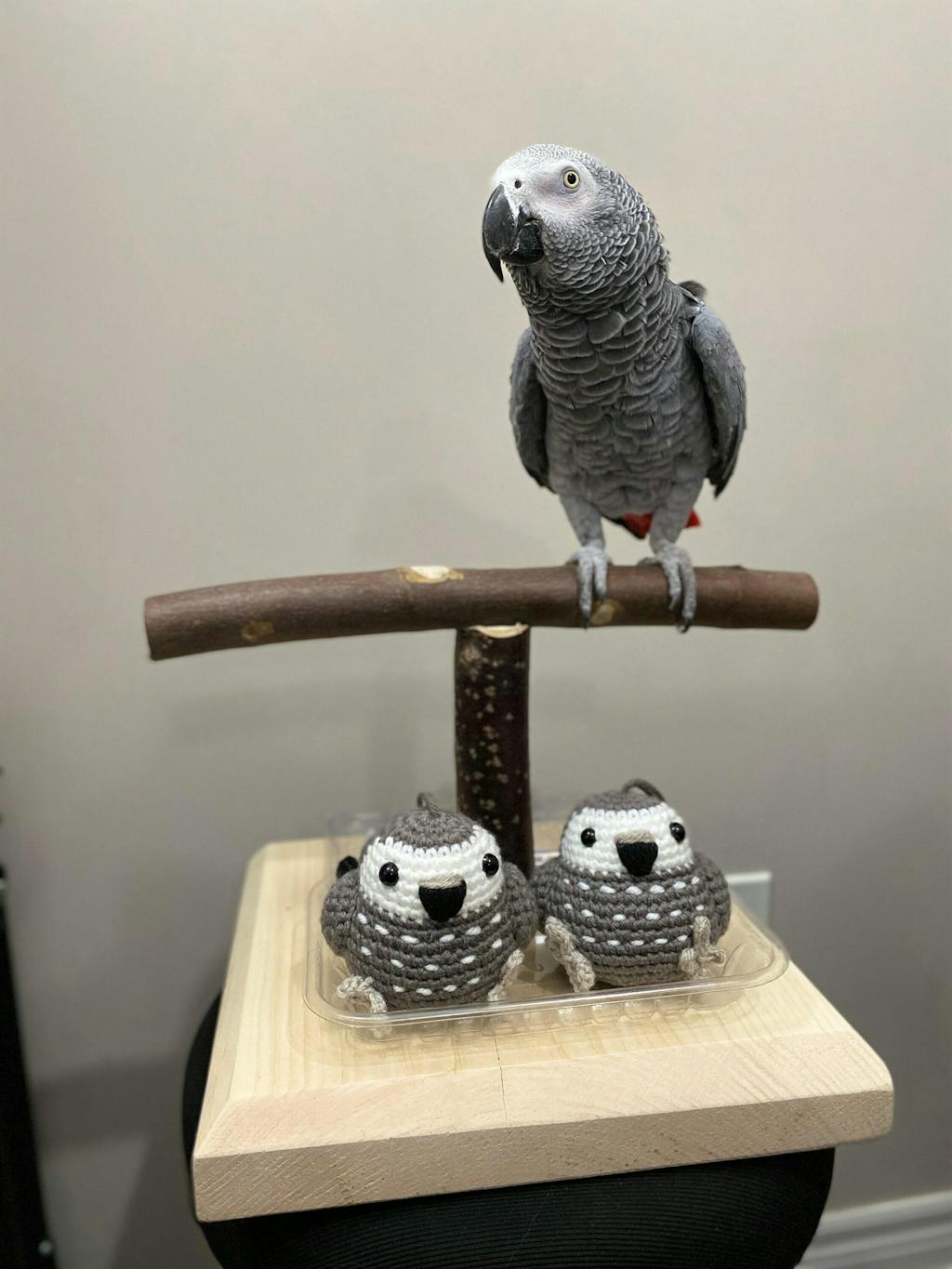 Crochet Pattern: African Grey – MevvSan