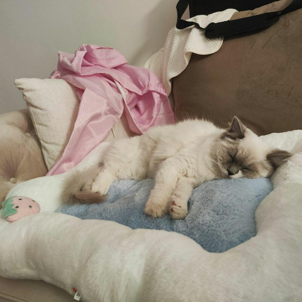 Strawberry Bear Cat Mat Bed Sleeping Pad – MEWCATS