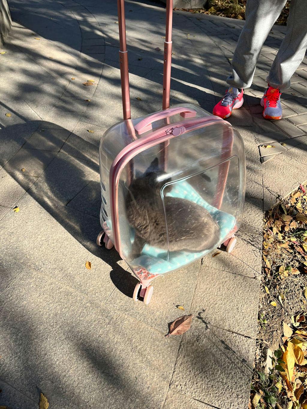 Transparent Cat Trolley Case Carrier With Wheels – MEWCATS