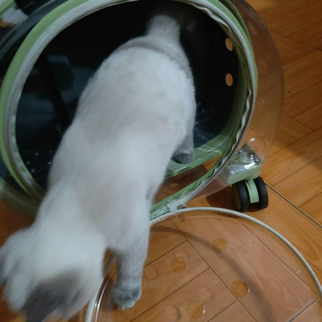 Transparent Cat Trolley With Wheels Rolling Carrier – MEWCATS