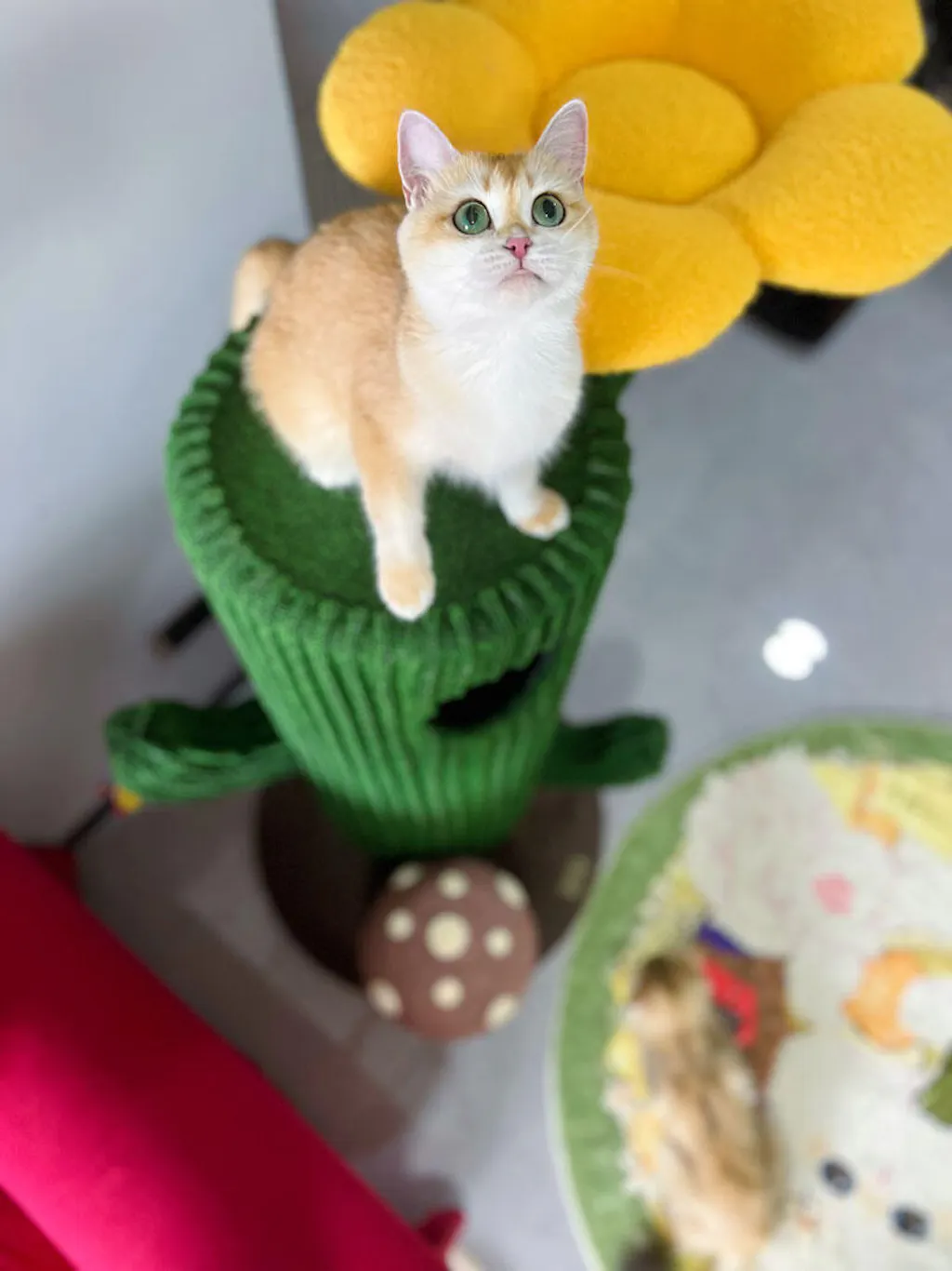 Deluxe Large Cactus Solid Cat Tree Climbing Frame – MEWCATS