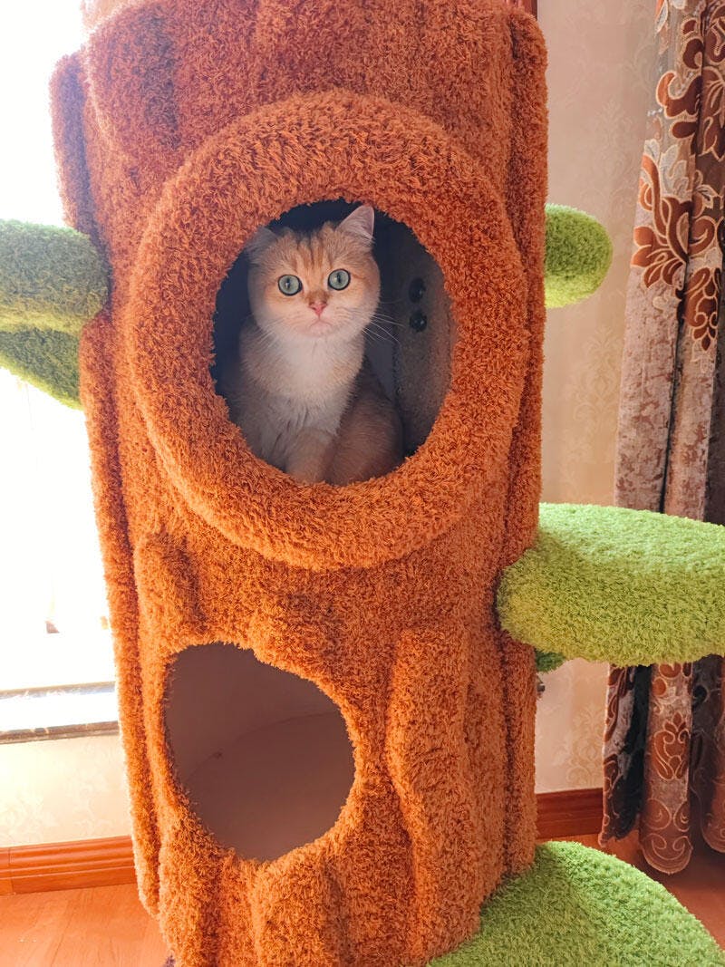 Luxury Cat Tree Looks Like Tree Climbing Frame – MEWCATS