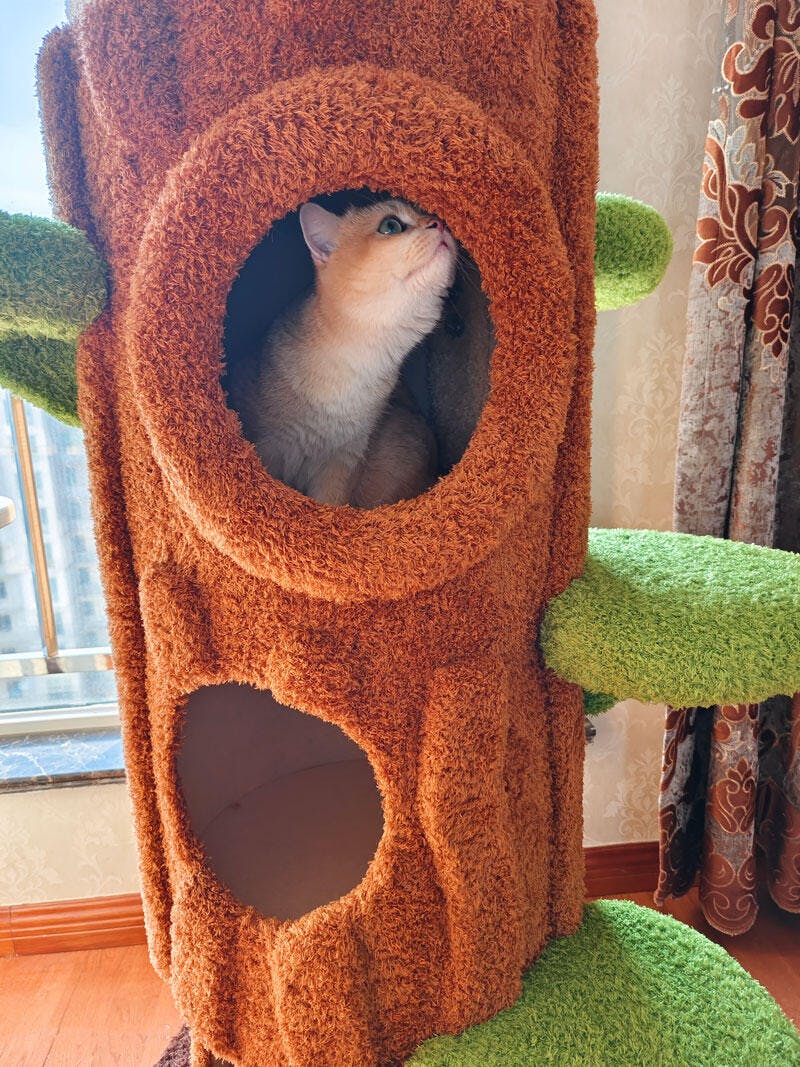 Luxury Cat Tree Looks Like Tree Climbing Frame – MEWCATS