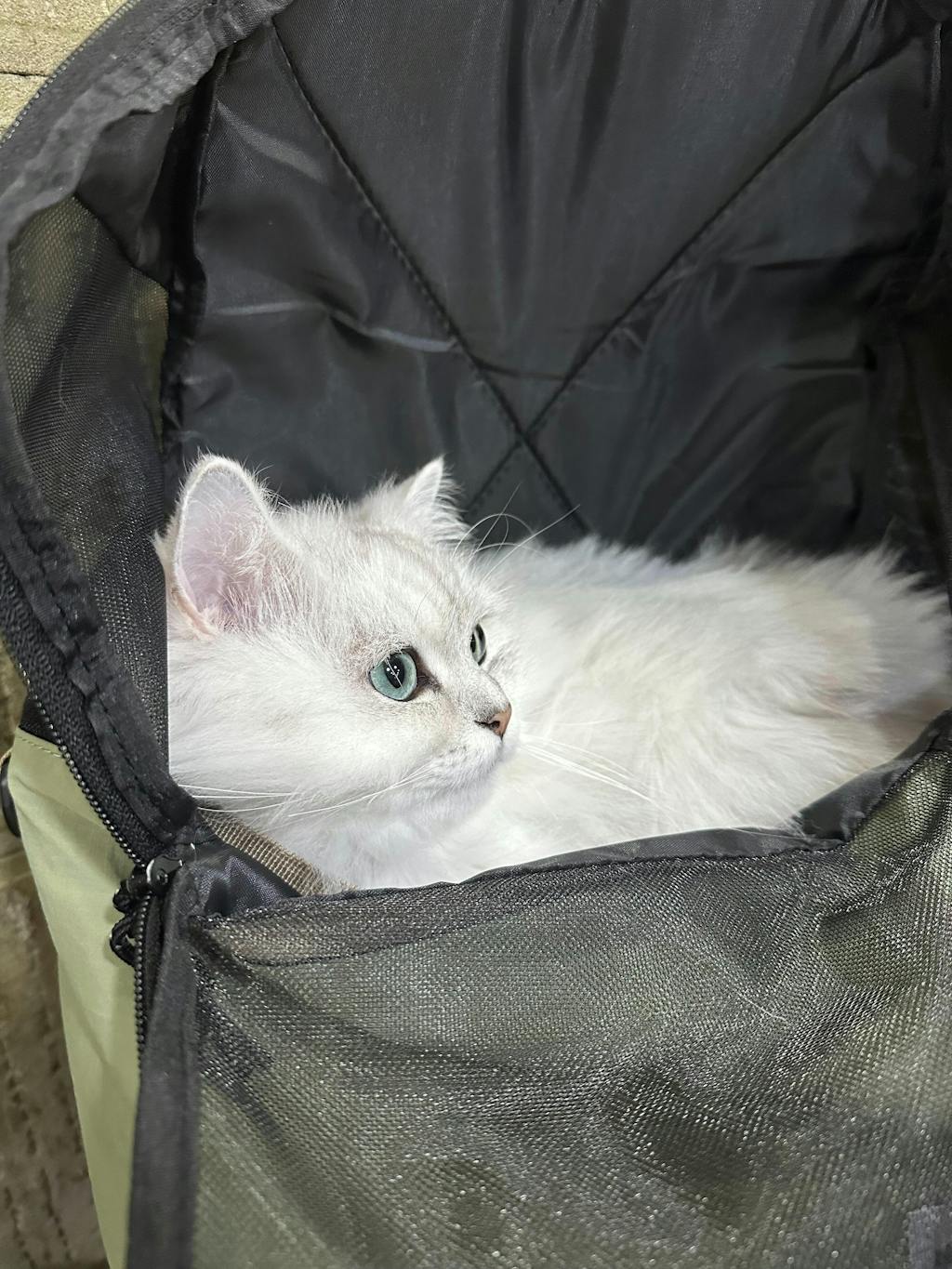 Cat Carriers Front Pack 3 Color Lightweight Backpack – MEWCATS