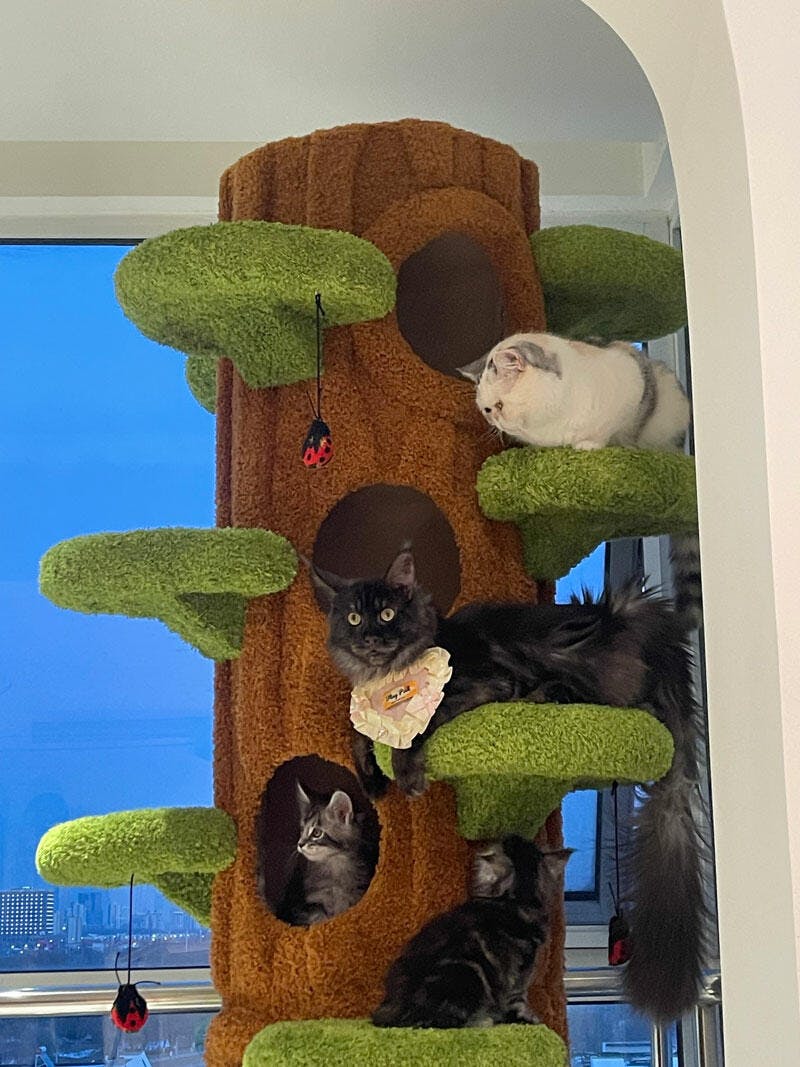 Luxury Cat Tree Looks Like Tree Tall Climbing Frame – MEWCATS