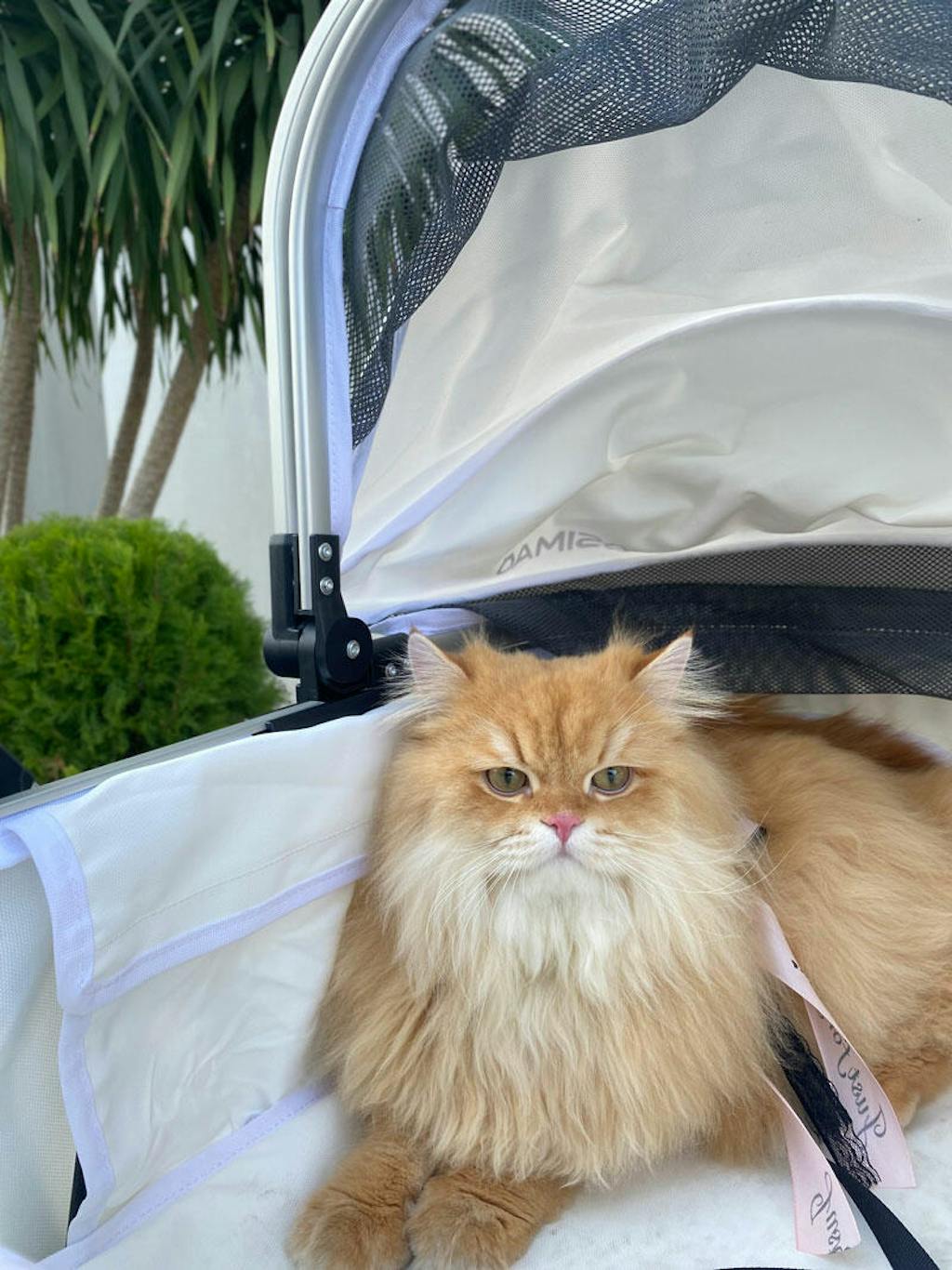 First Class Cat Stroller 3 Color Carrier with Wheels – MEWCATS