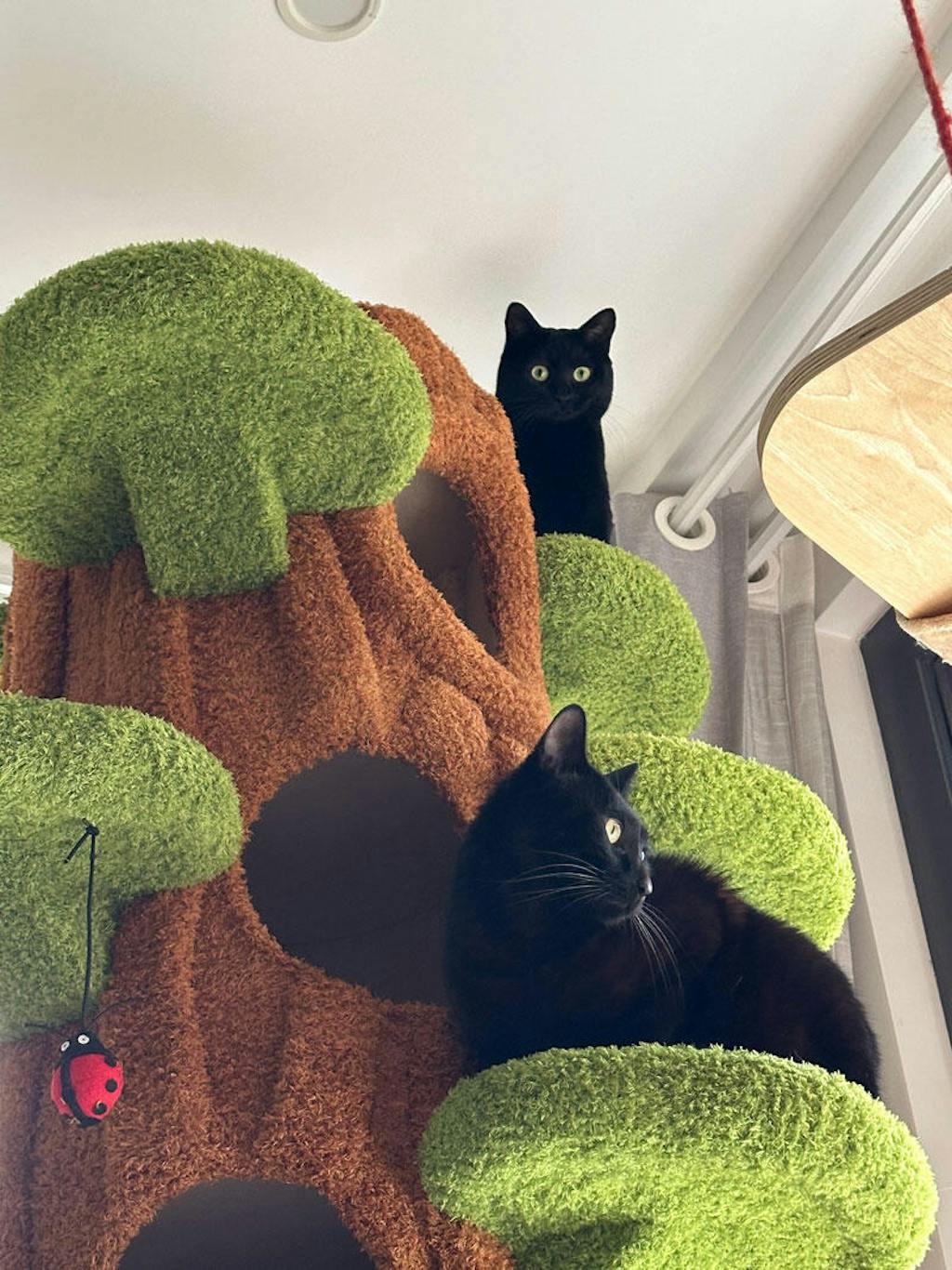 Luxury Cat Tree Looks Like Tree Tall Climbing Frame – MEWCATS