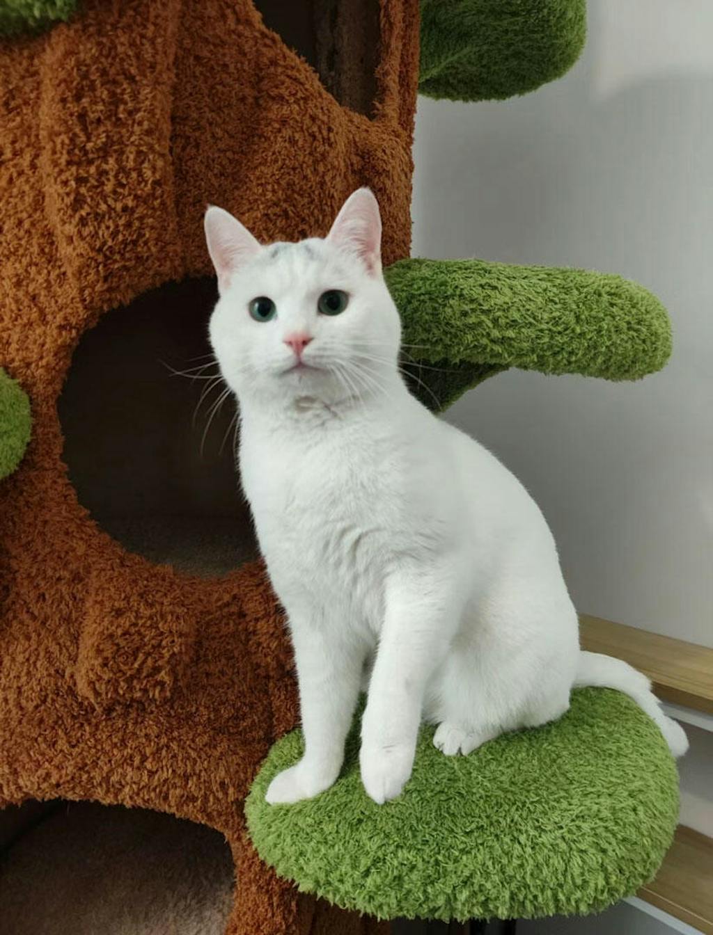 Luxury Cat Tree Looks Like Tree Tall Climbing Frame Mewcats