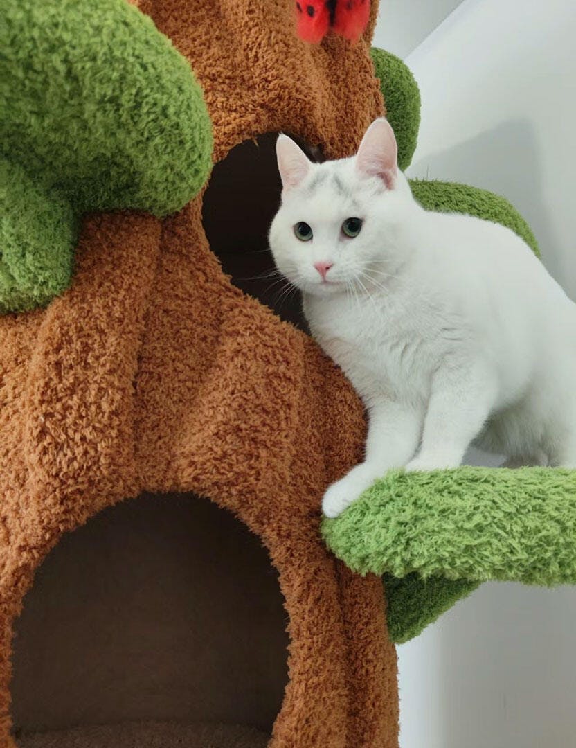 Luxury Cat Tree Looks Like Tree Tall Climbing Frame – MEWCATS