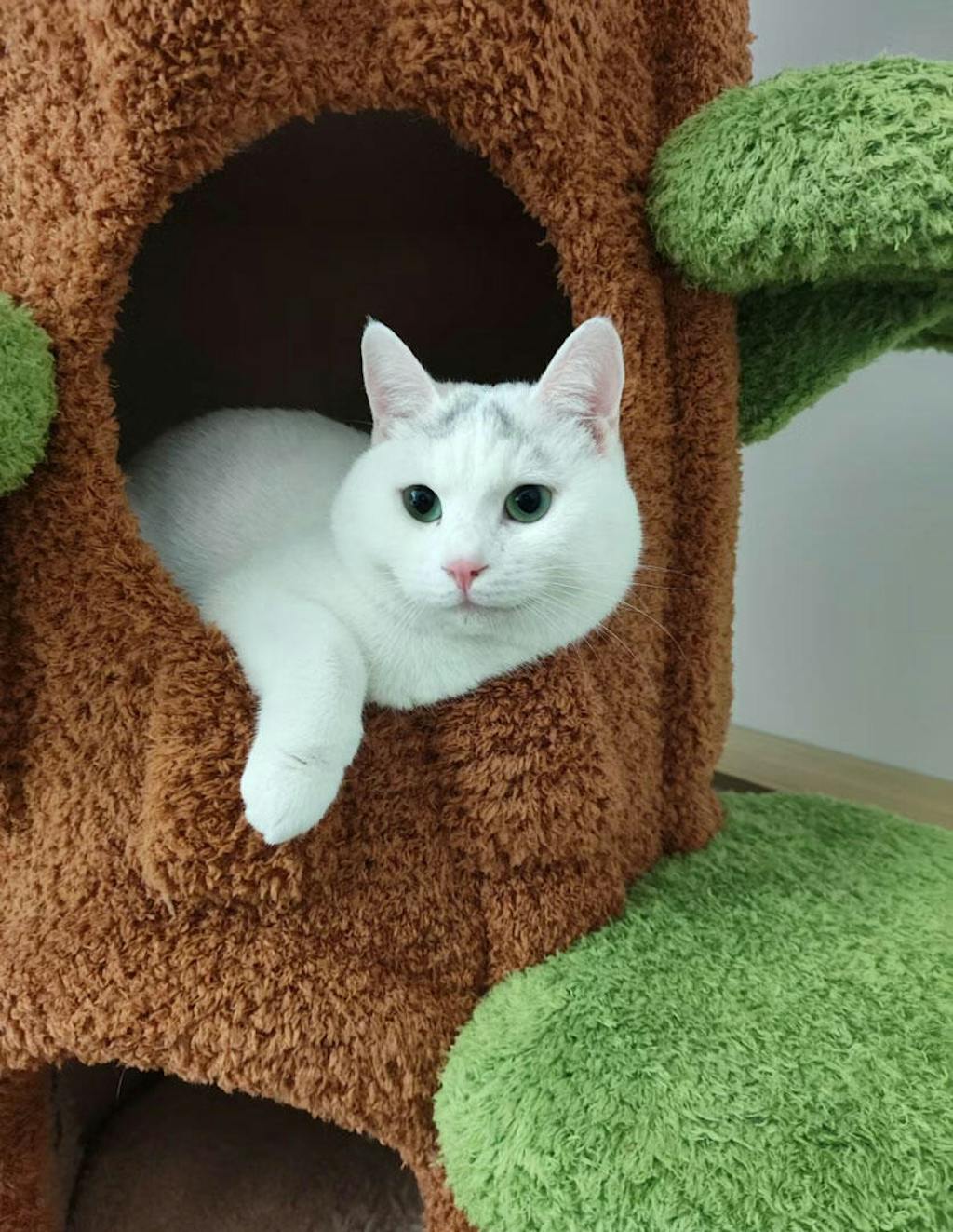 Luxury Cat Tree Looks Like Tree Tall Climbing Frame Mewcats