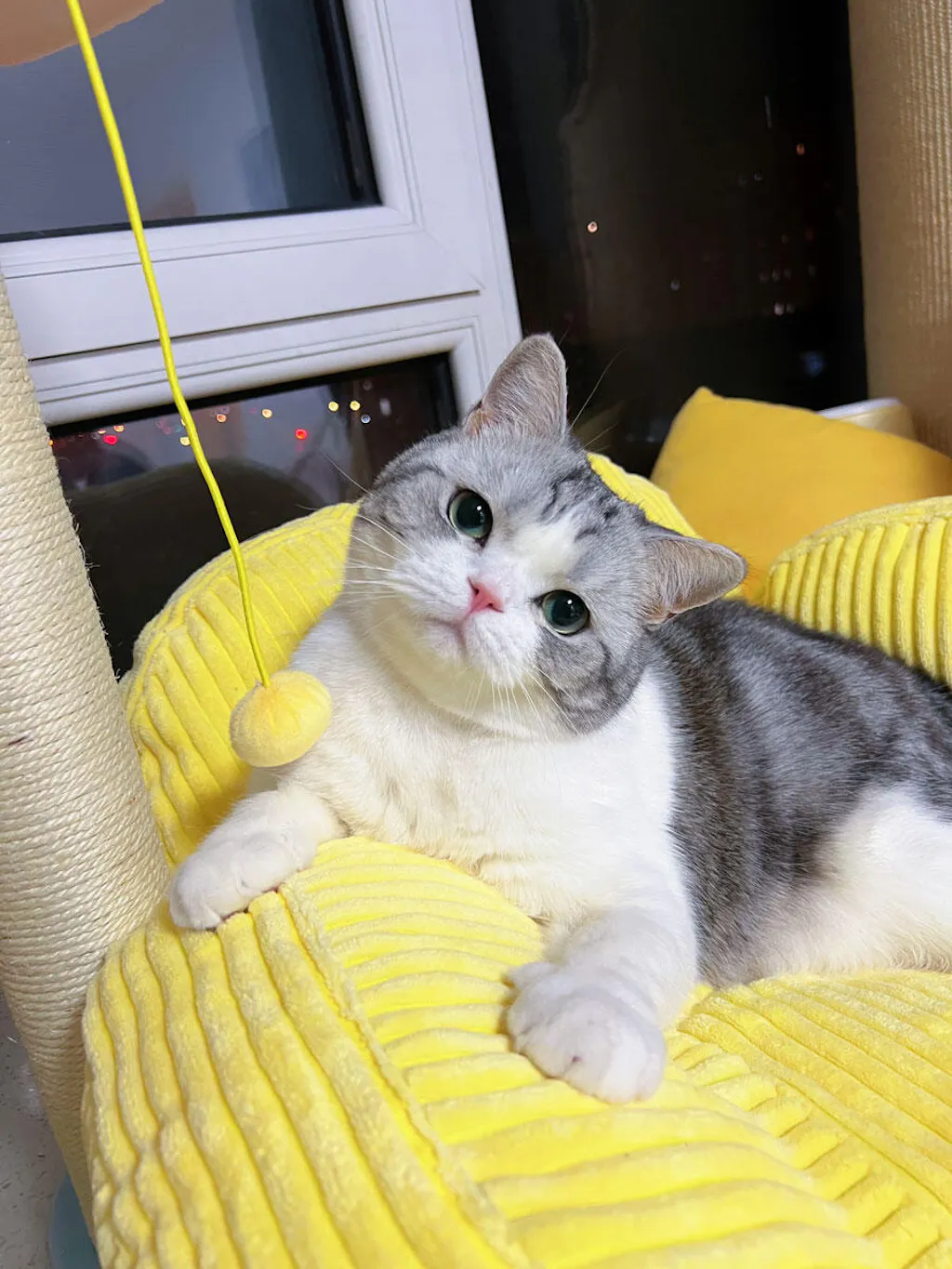 Cat Bed Couch Scratching Furniture Sofa – MEWCATS