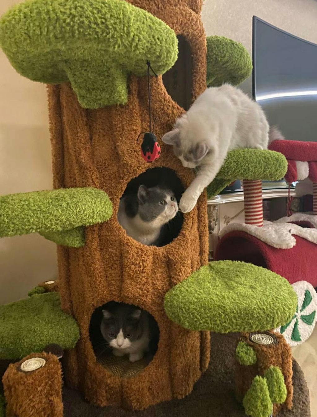 Luxury Cat Tree Looks Like Tree Tall Climbing Frame – MEWCATS