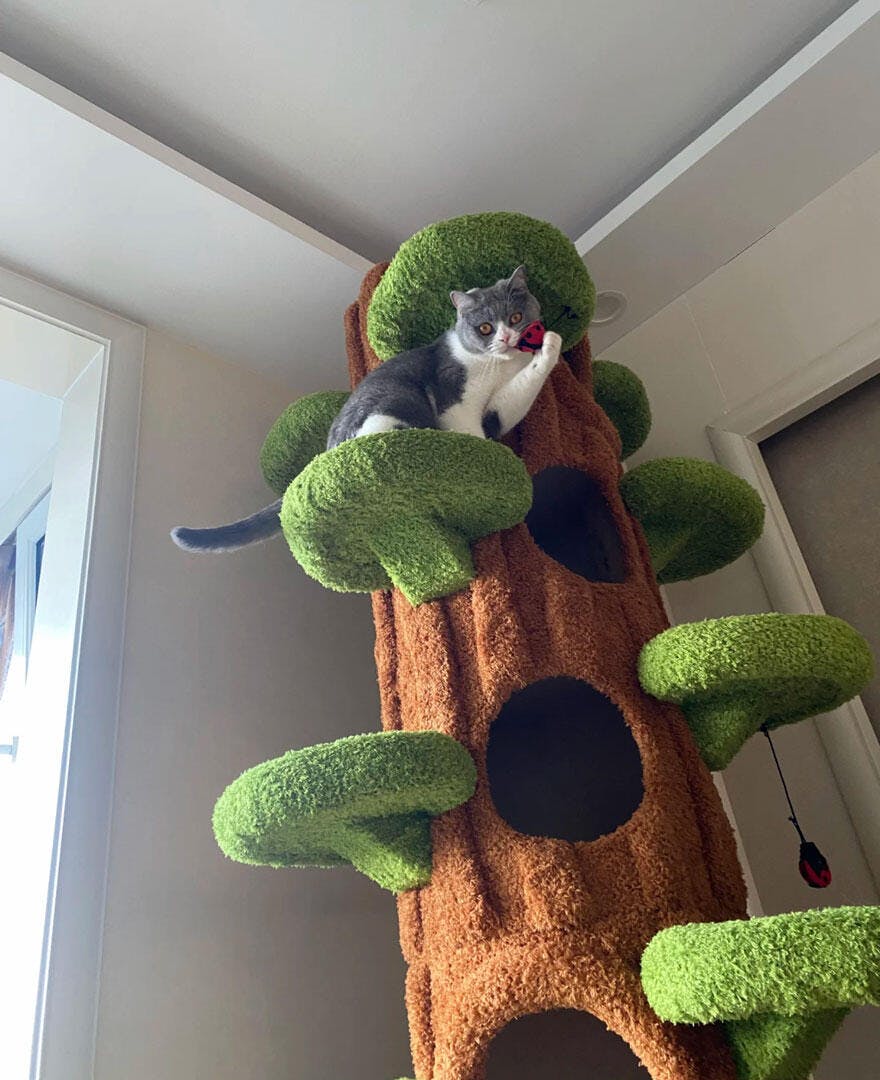 Luxury Cat Tree Looks Like Tree Tall Climbing Frame – MEWCATS