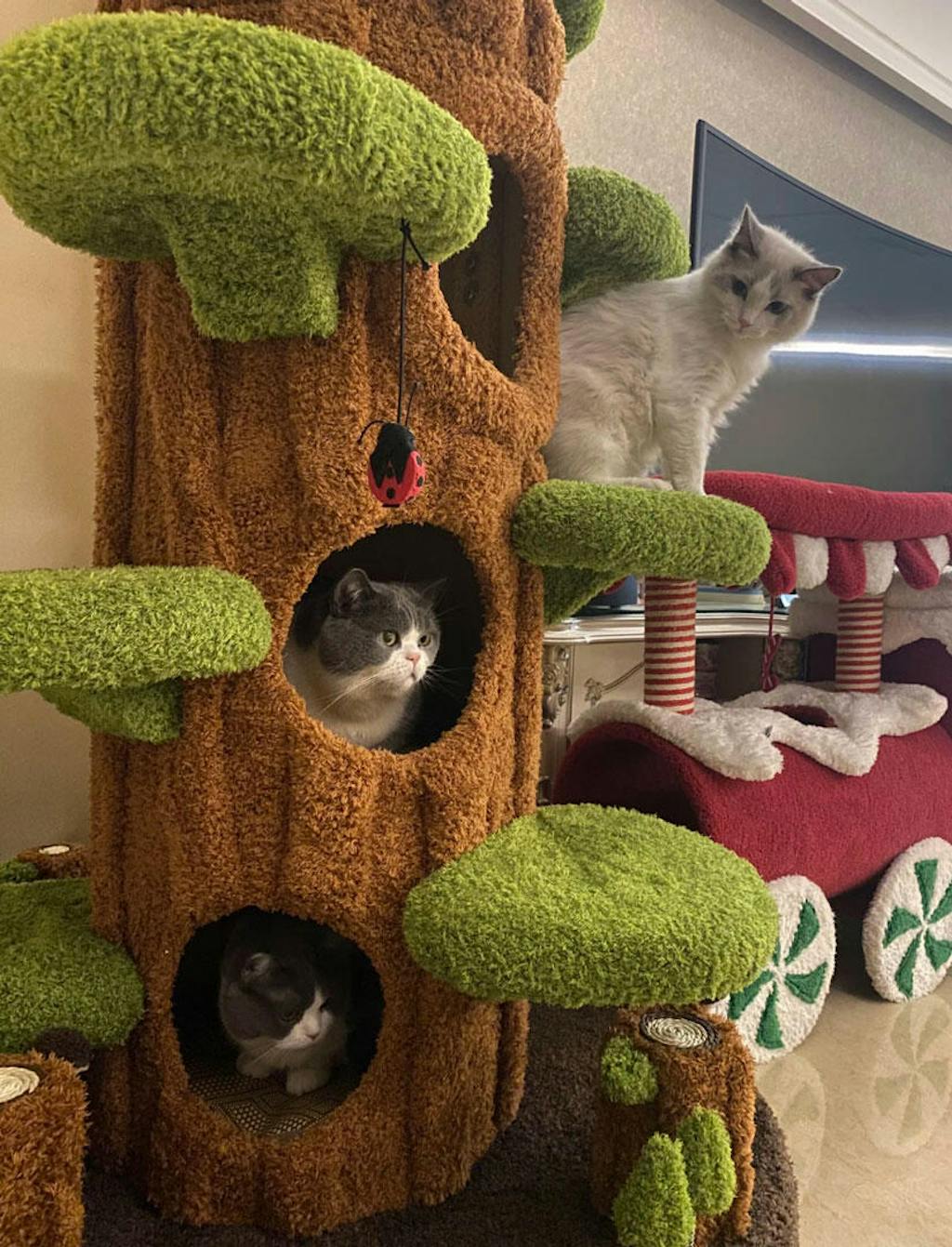 Luxury Cat Tree Looks Like Tree Tall Climbing Frame – MEWCATS