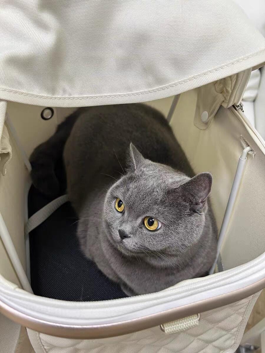 Twin Two-Seater Pet Stroller Cat Wheel Pram – MEWCATS