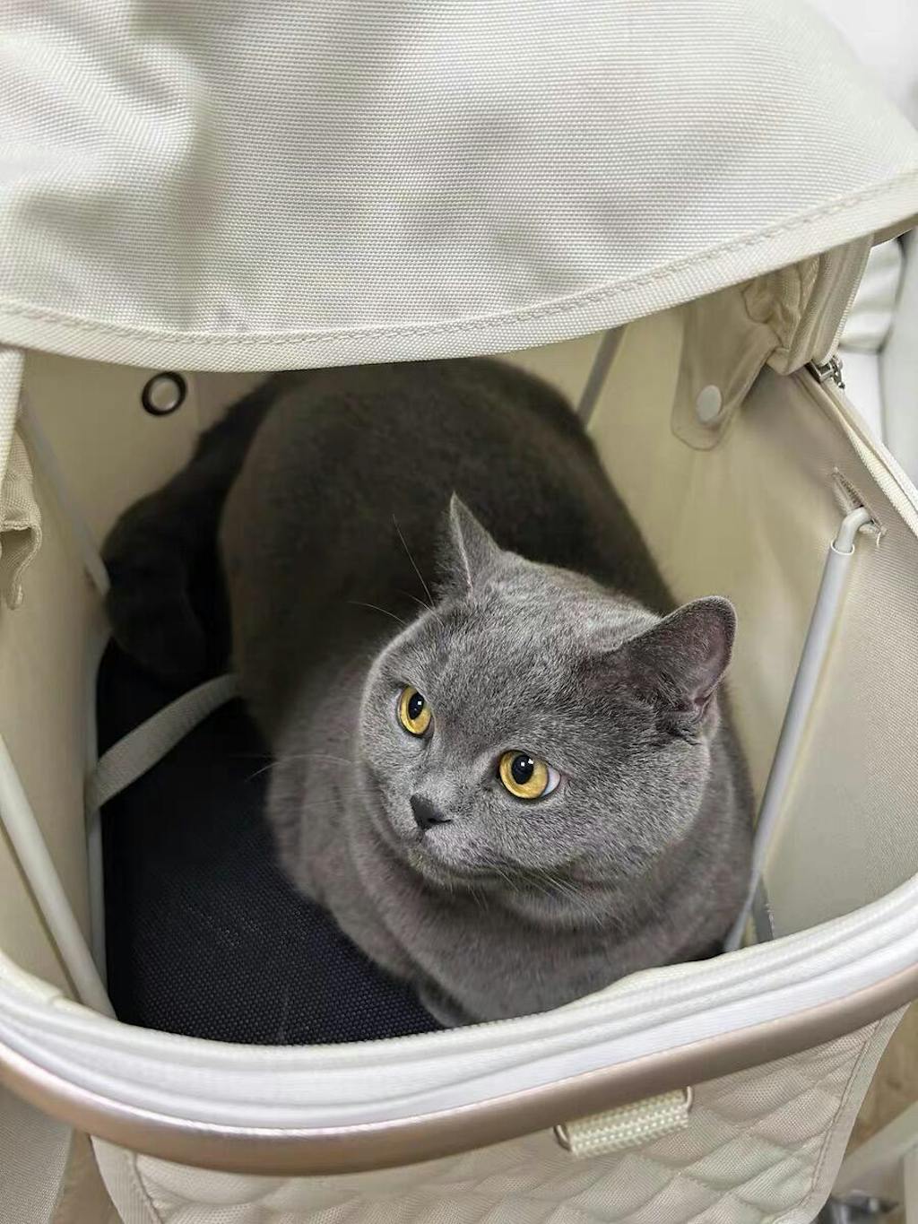 Twin Two-Seater Pet Stroller Cat Wheel Pram – MEWCATS