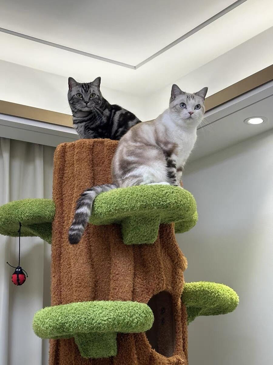 Luxury Cat Tree Looks Like Tree Tall Climbing Frame – MEWCATS