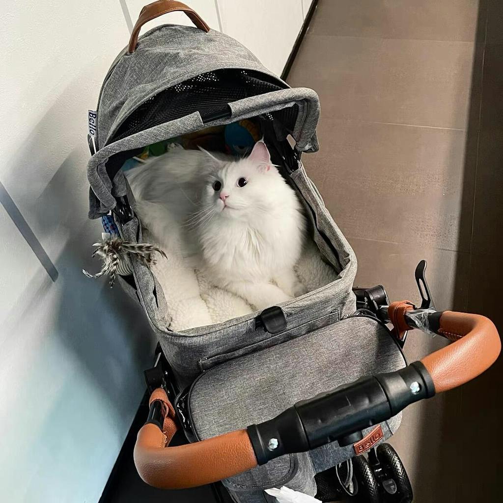 Bello Detachable Double Stroller 3 Color Cat Carrier with Wheels – MEWCATS