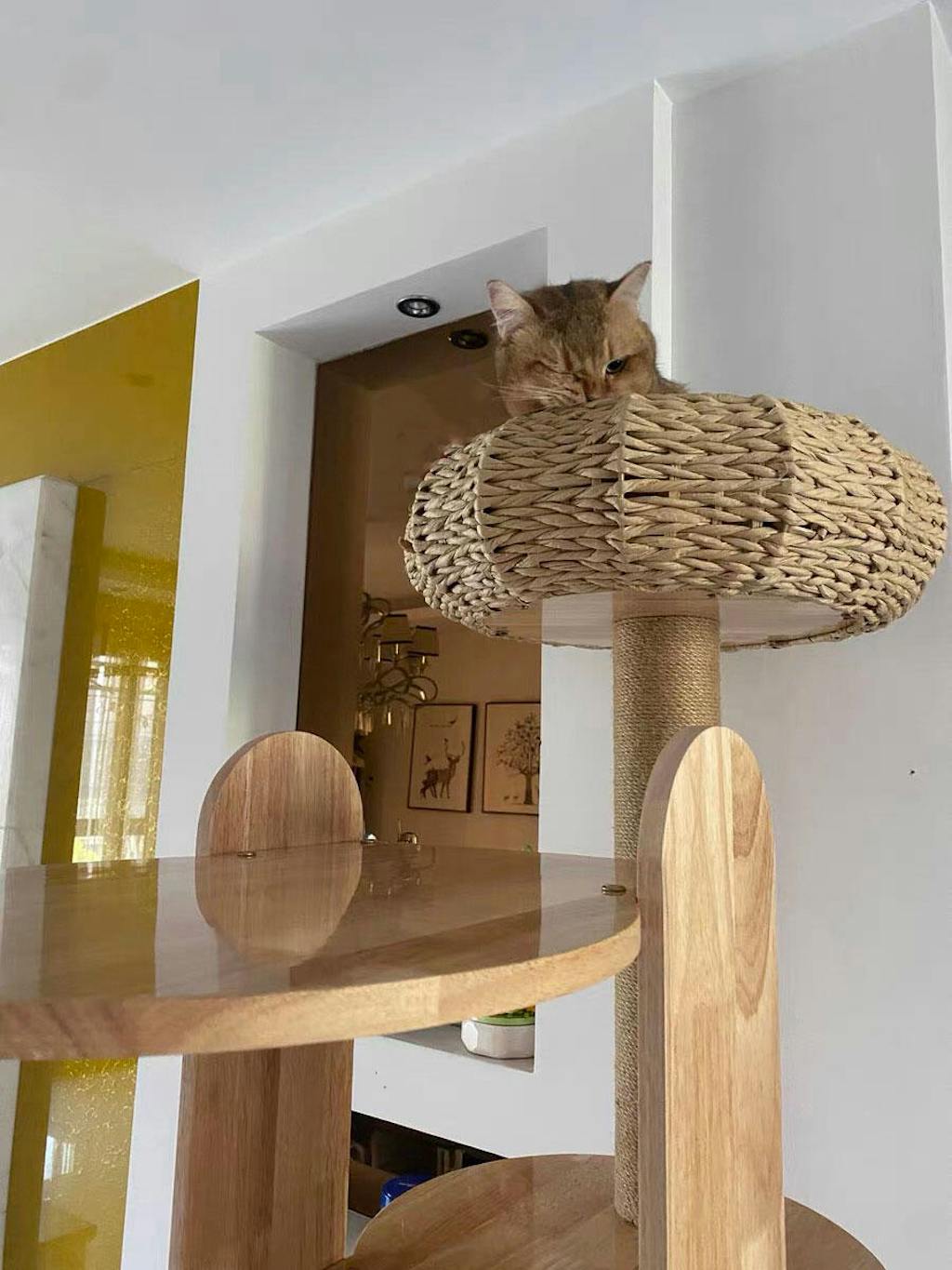Capsule Climbing Wood Tree for Multiple Cat – MEWCATS