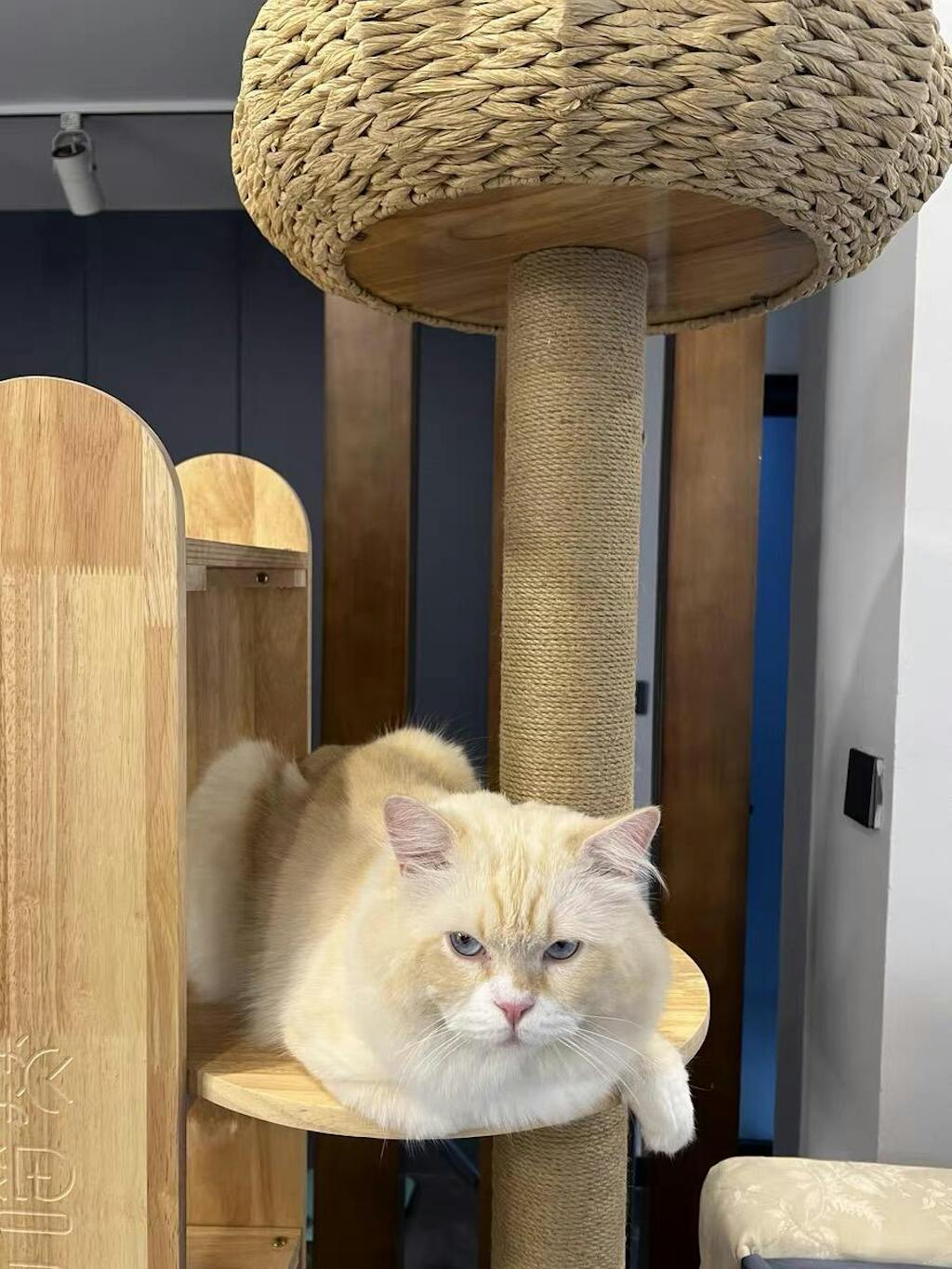 Capsule Climbing Wood Tree for Multiple Cat – MEWCATS