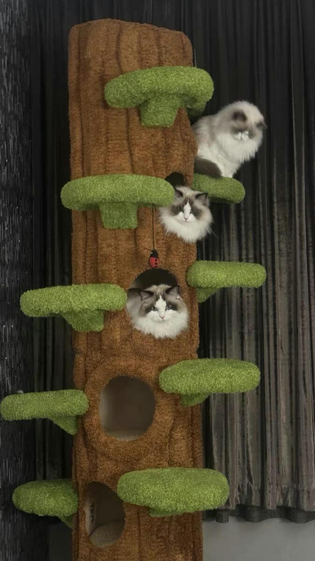 Luxury Cat Tree Looks Like Tree Tall Climbing Frame – MEWCATS