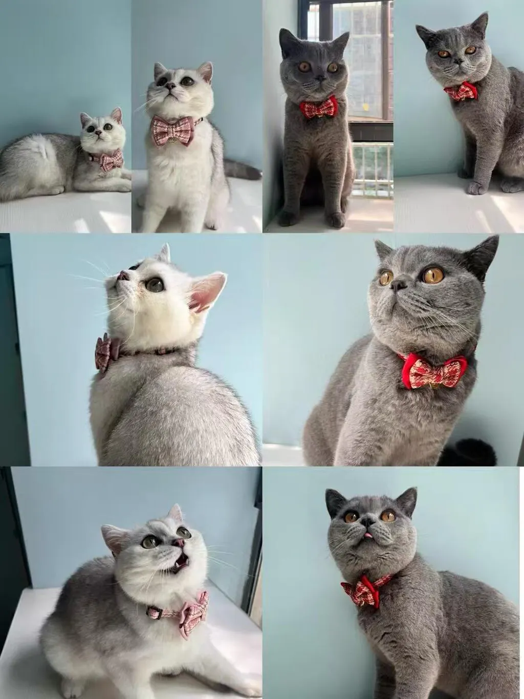 College Style Bow Cat Collar – MEWCATS