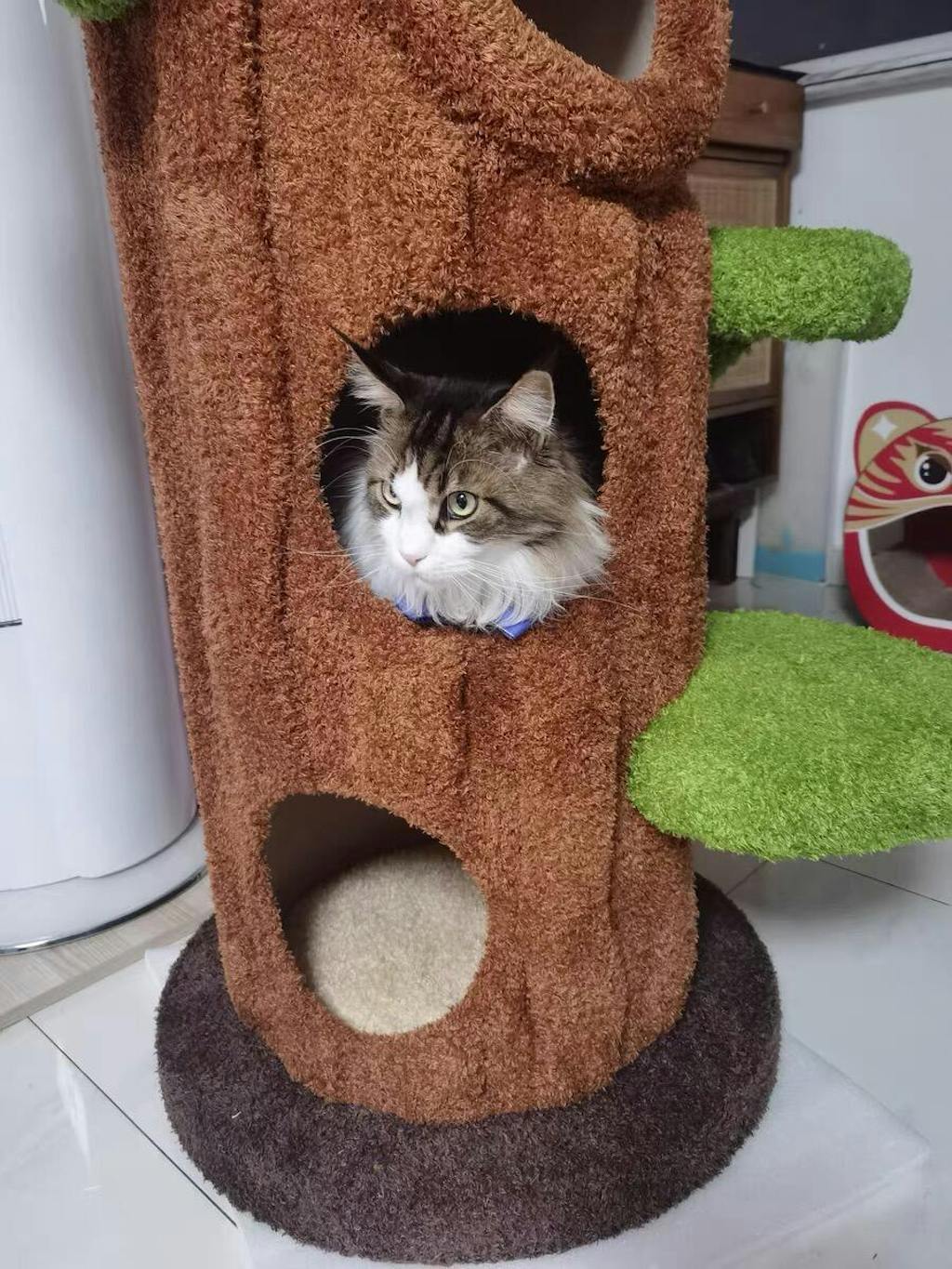 Luxury Cat Tree Looks Like Tree Tall Climbing Frame – MEWCATS