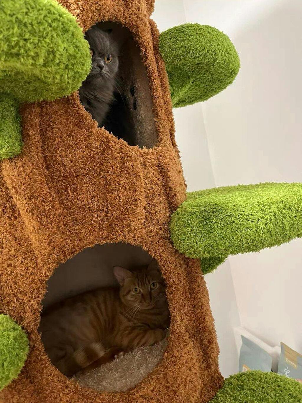 Luxury Cat Tree Looks Like Tree Tall Climbing Frame – MEWCATS