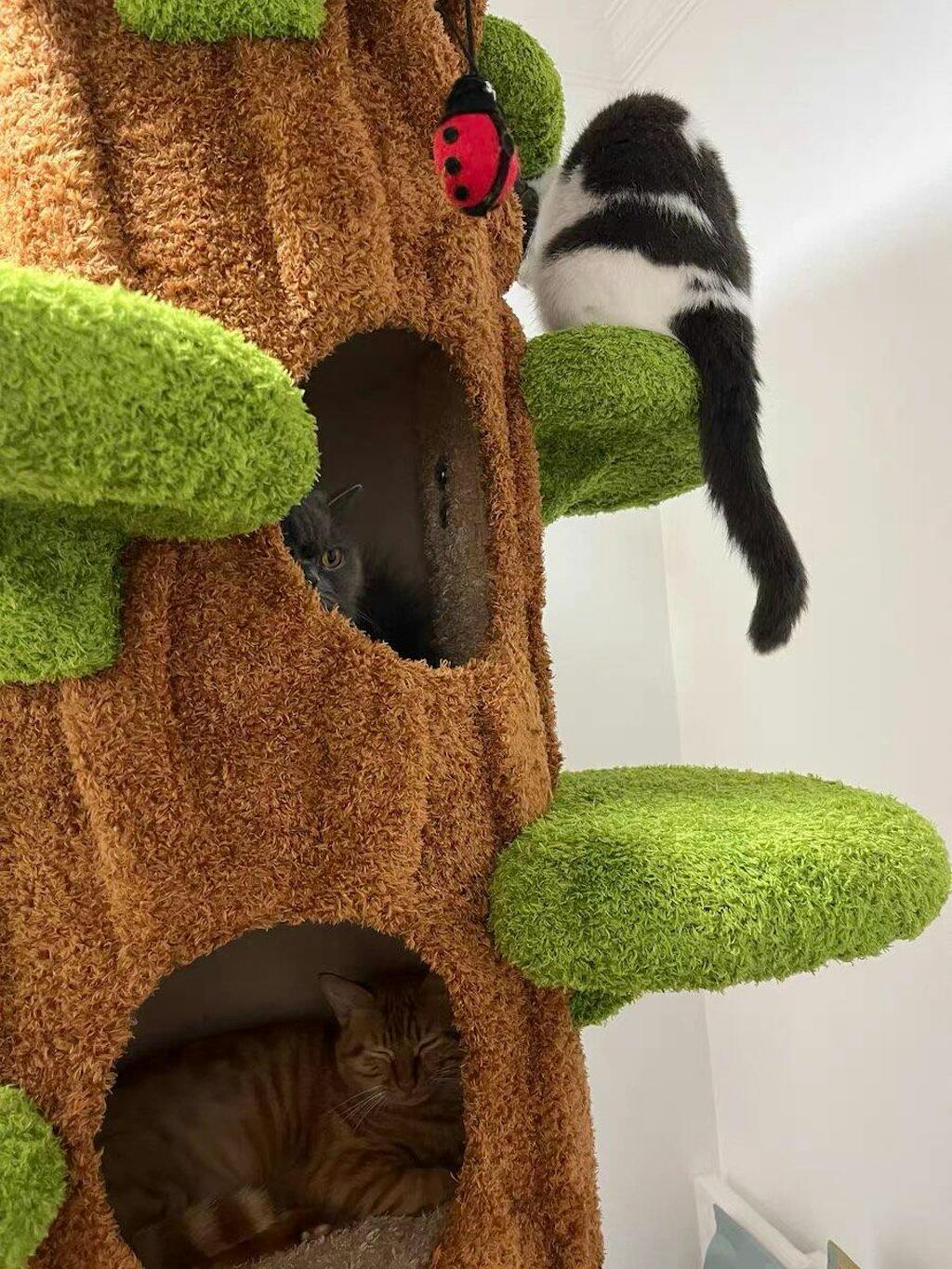 Luxury Cat Tree Looks Like Tree Tall Climbing Frame – MEWCATS