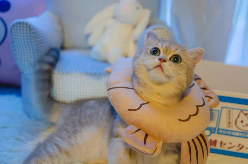 Cute Snapper Cat Cone – MEWCATS