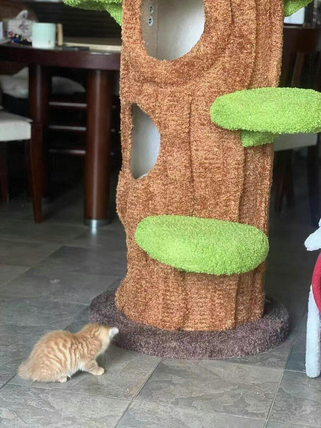 Luxury Cat Tree Looks Like Tree Tall Climbing Frame – MEWCATS