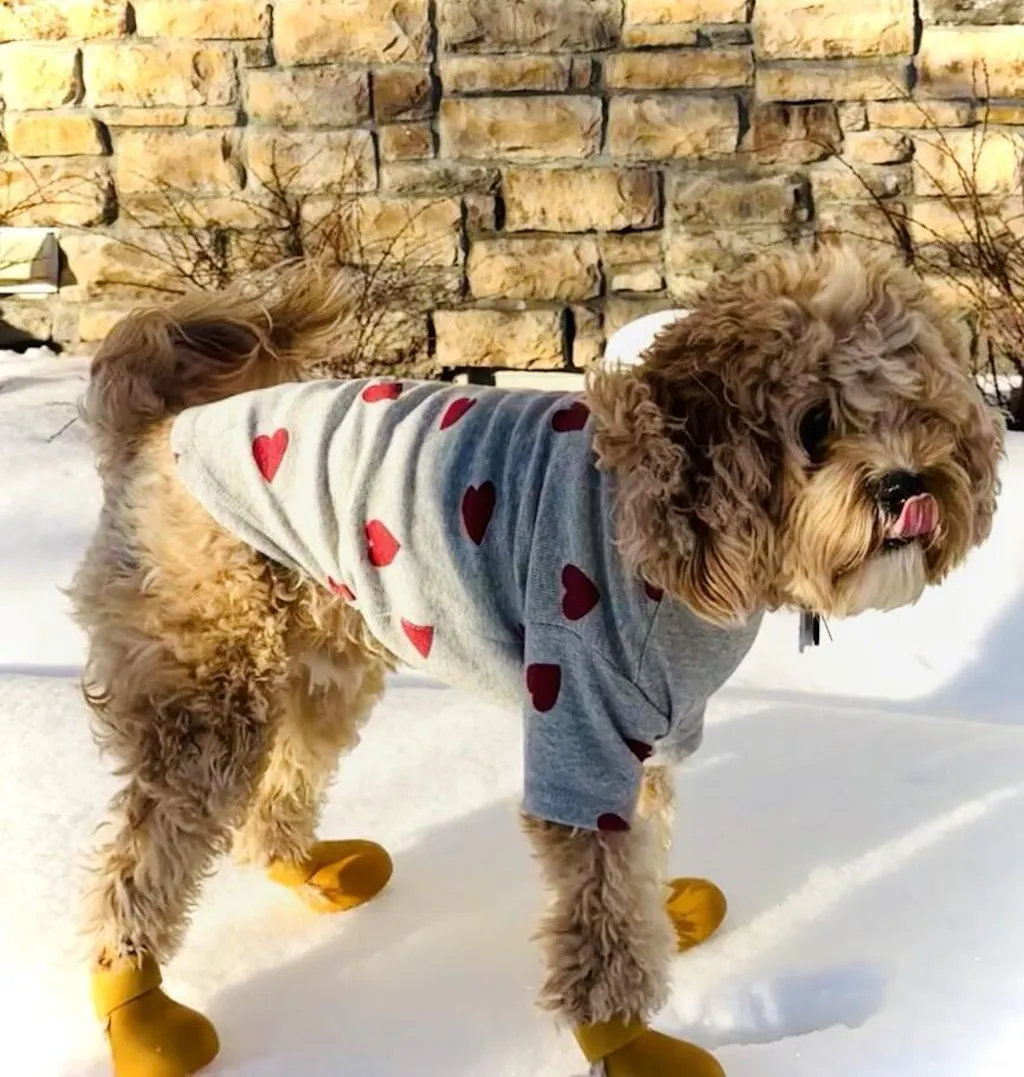 WagWellies - Dog Booties for Paw Protection