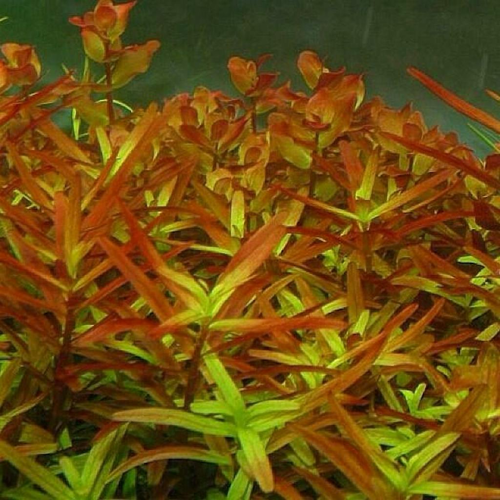 Rotala sp 'Colorata' - Micro Aquatic Shop