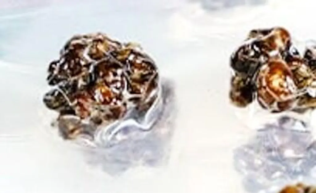Buy Microdosing Truffles Pack | Now €14 | Microdose Pro