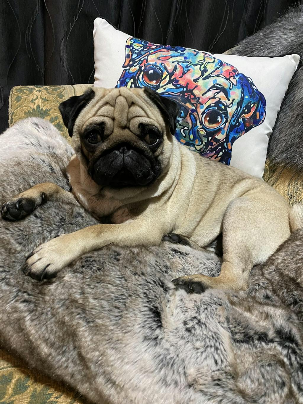 MicroMed for Dogs Everyday Care