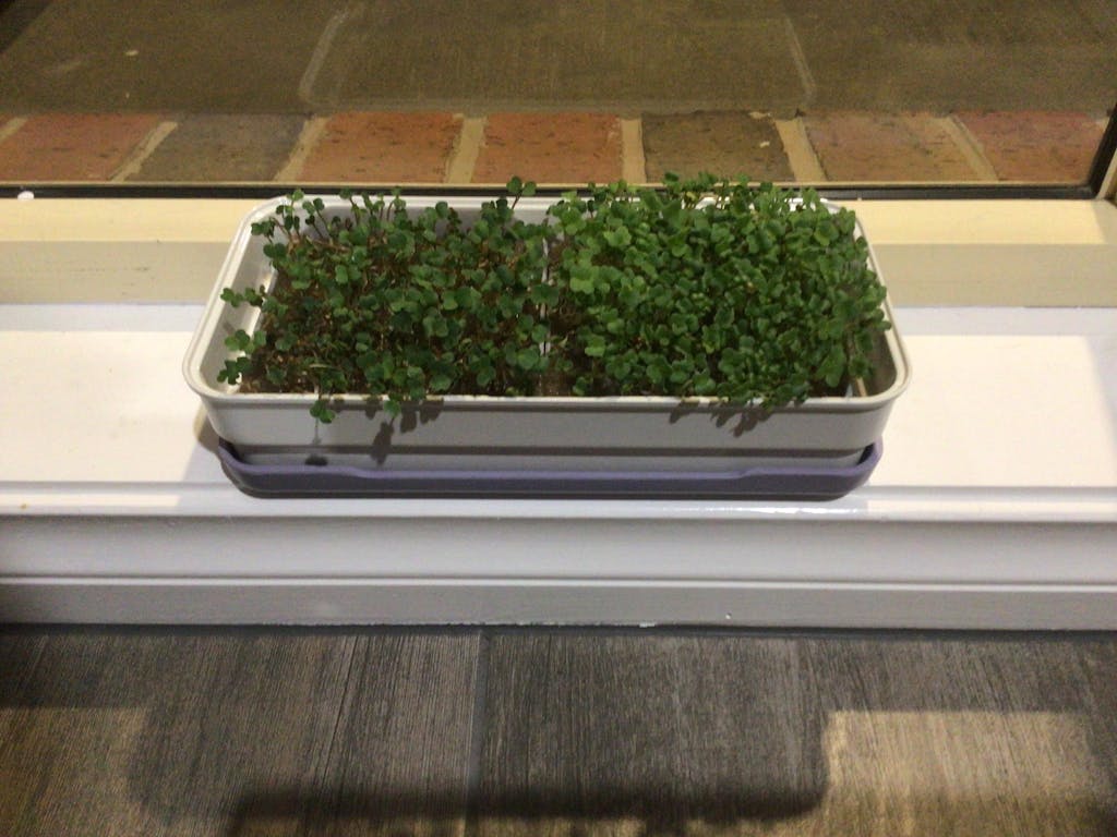 STARTER KIT – micropod