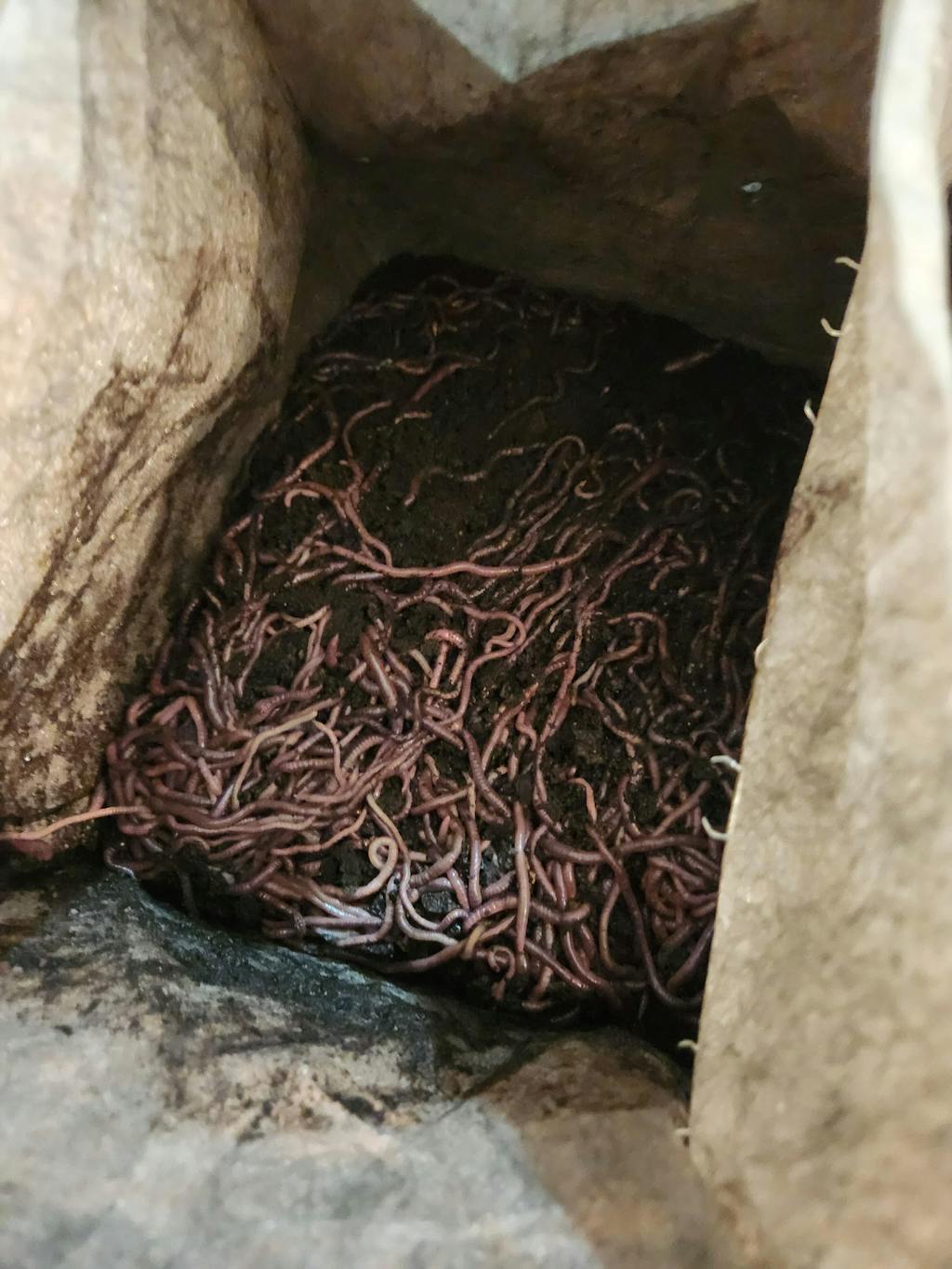 Buy African Nightcrawlers Compositing Worms - Midwest Worms